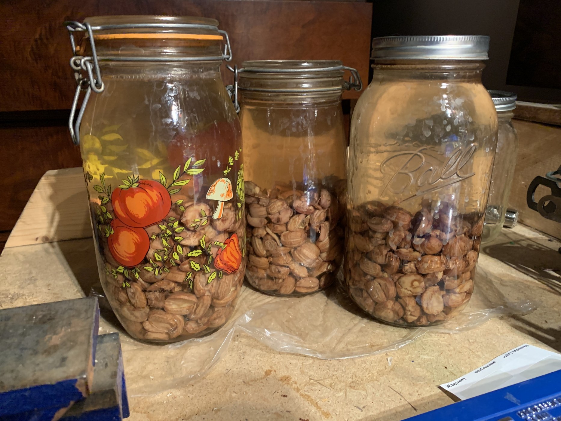 Wild Foraging Tours Near the Shenandoah River in Front Royal, VA